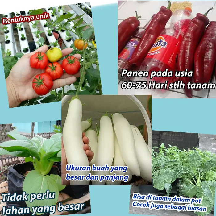 Paket Sayur Tropis Unik Unggul AA – aneka-benih.com