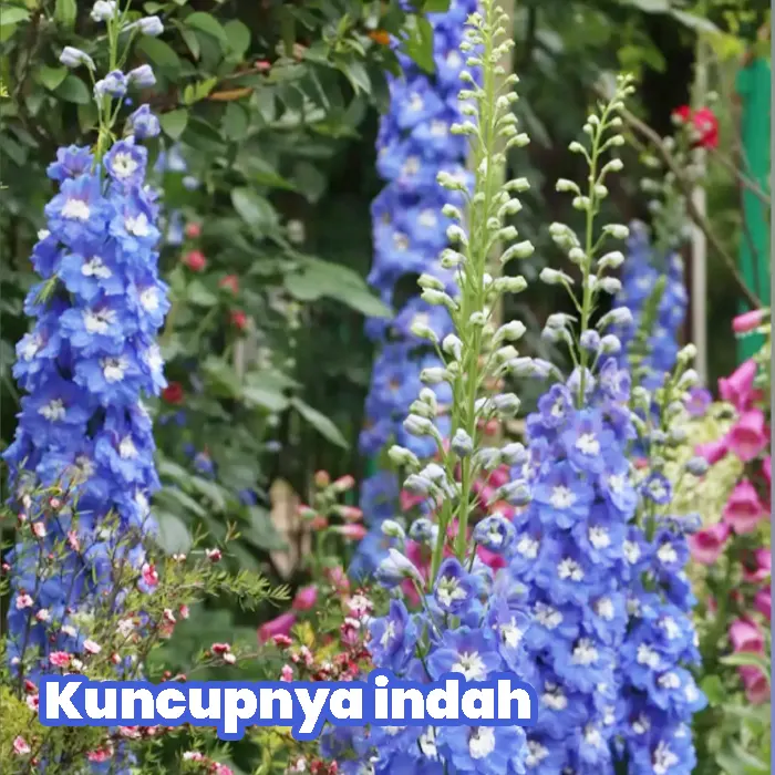 Delphin Flower Klasik NWA – aneka-benih.com
