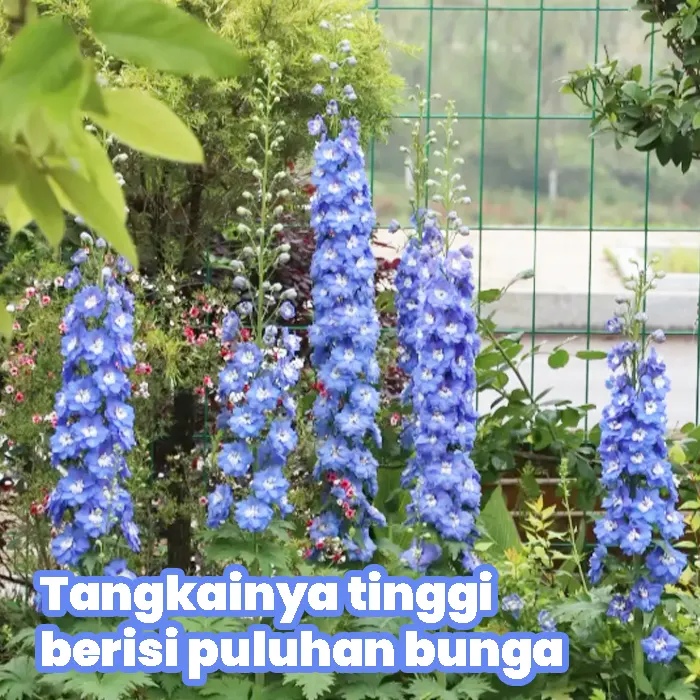 Delphin Flower Klasik NWA – aneka-benih.com
