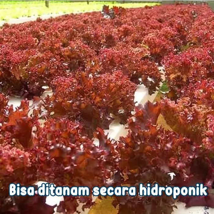 Biji Selada Merah WS – aneka-benih.com